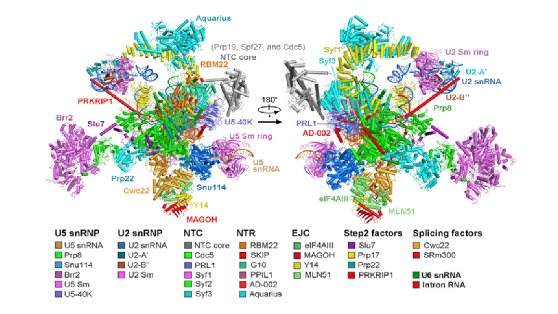Structure of the Nav1.4-β1 complex from electric eel_北京生物结构前沿研究中心