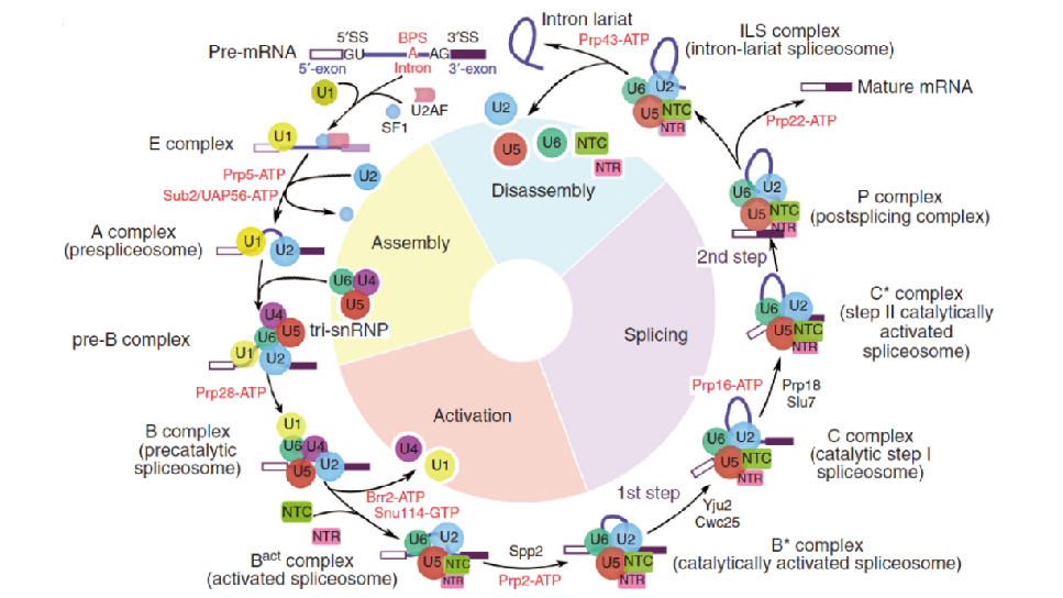 Structural basis of Tom20 and Tom22 cytosolic domains as the human TOM ...