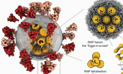 Molecular architecture of the SARS-CoV-2 virus_Beijing Frontier ...