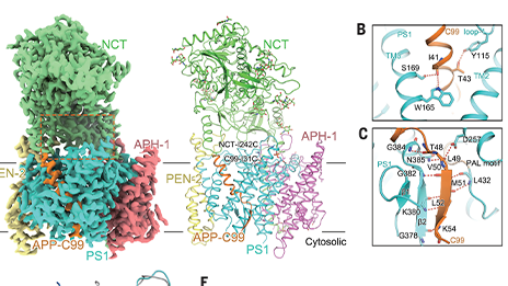 Nature Genetics | 清华大学刘念团队发现LINE-1转录选择性激活远程基因表达_北京生物结构前沿研究中心